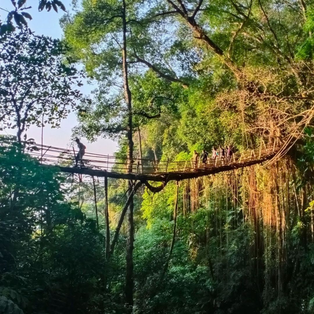 Bio-Engineering Wonders : The Story of the Living Root Bridges