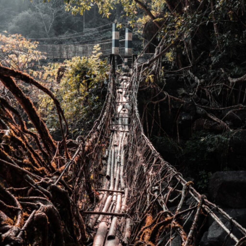 Bio-Engineering Wonders : The Story of the Living Root Bridges