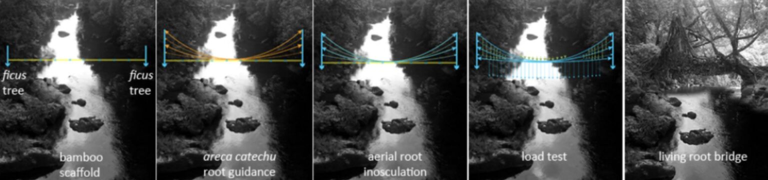 Bio-Engineering Wonders : The Story of the Living Root Bridges