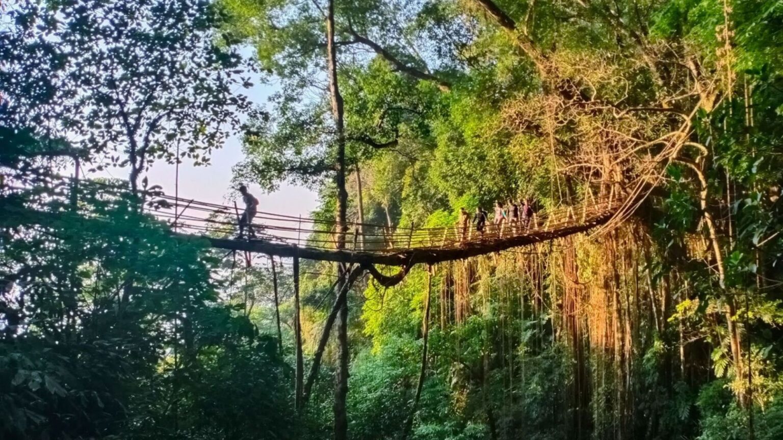 Bio-Engineering Wonders : The Story of the Living Root Bridges