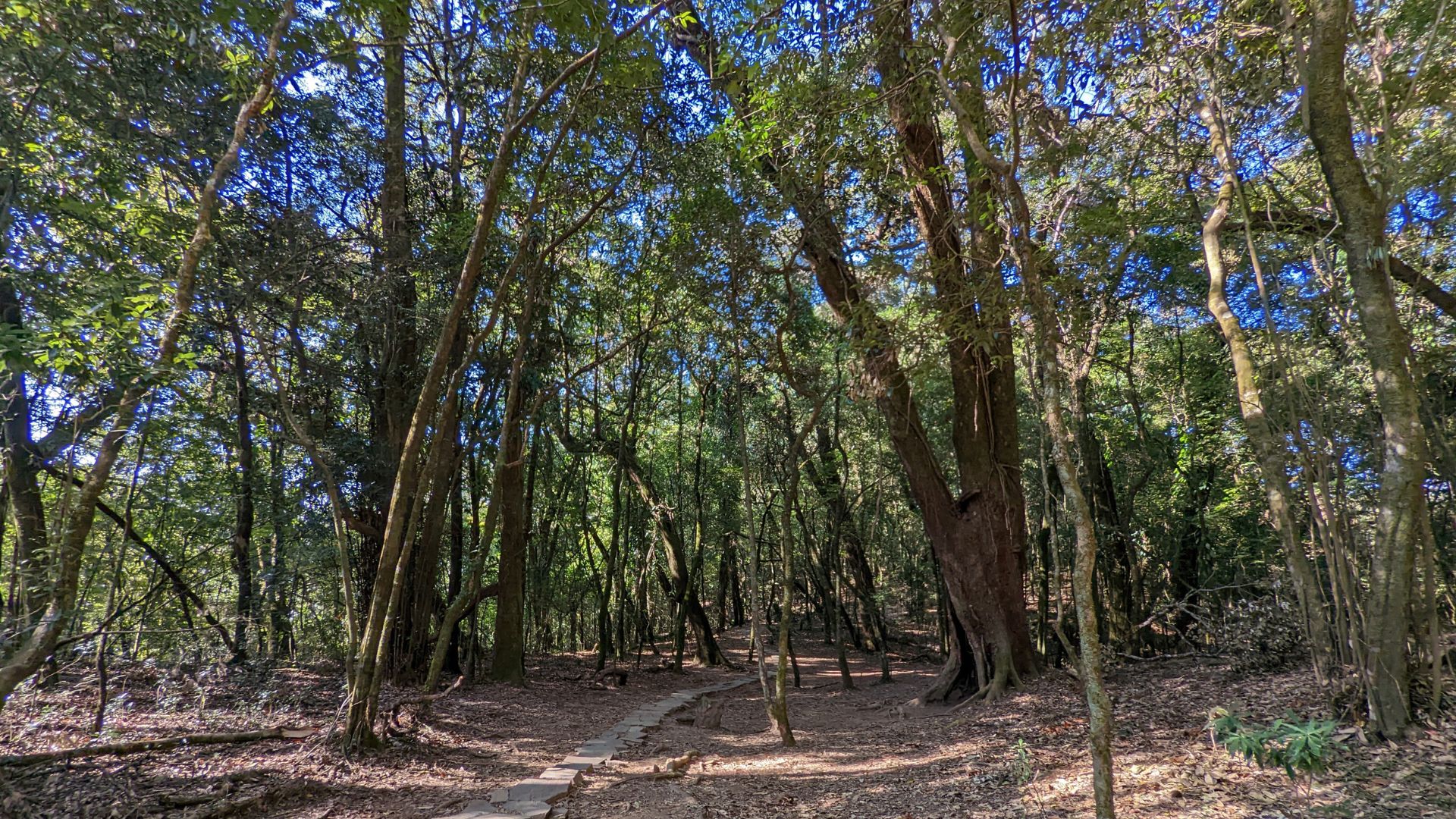 The David Scott Trail in Meghalaya : A Brief History