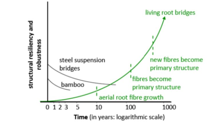 Bio-Engineering Wonders : The Story of the Living Root Bridges