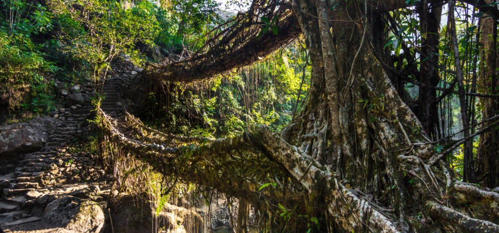 Bio-Engineering Wonders : The Story of the Living Root Bridges