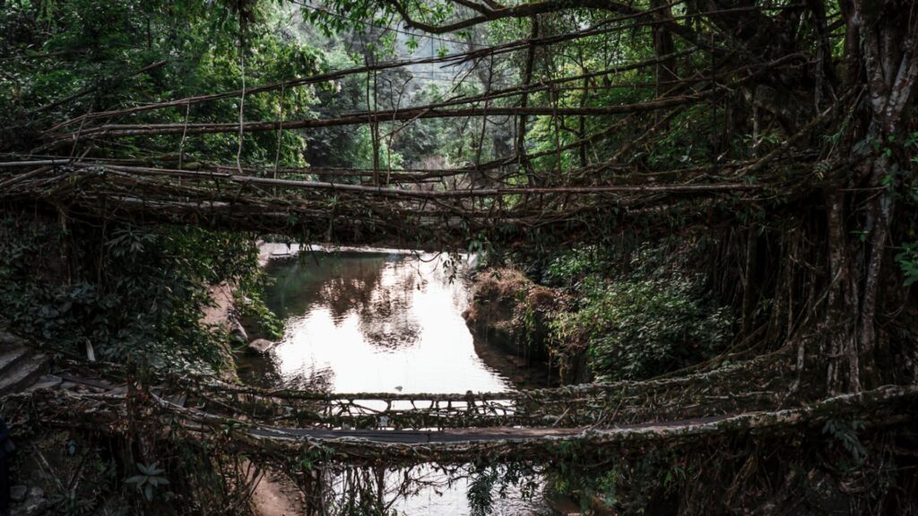 Bio-Engineering Wonders : The Story of the Living Root Bridges