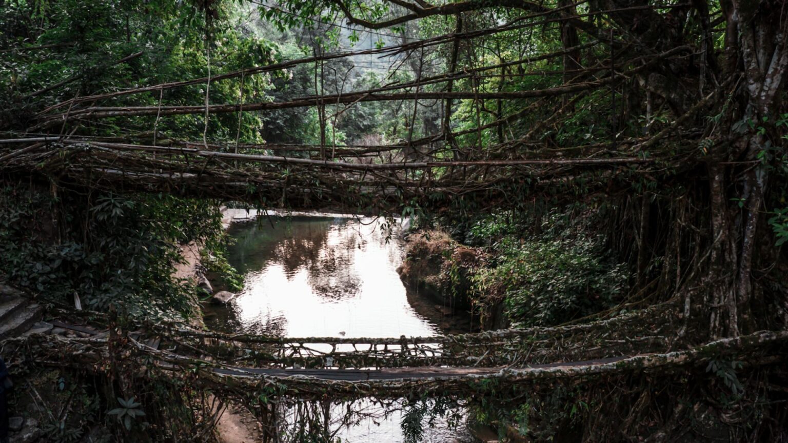 Bio-Engineering Wonders : The Story of the Living Root Bridges