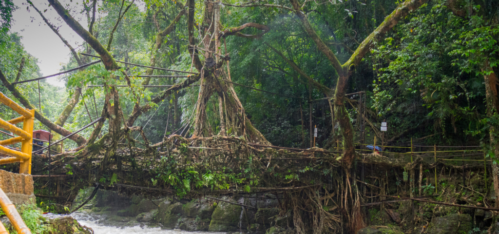 Bio-Engineering Wonders : The Story of the Living Root Bridges
