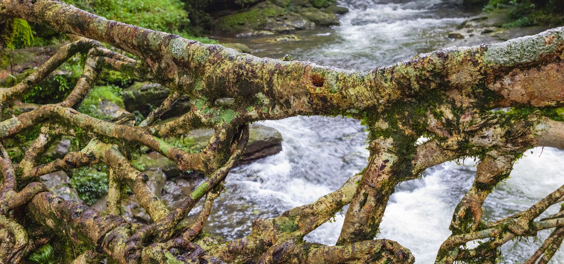 Bio-Engineering Wonders : The Story of the Living Root Bridges