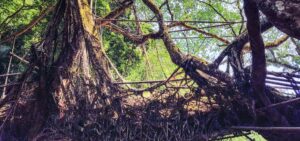 Bio-Engineering Wonders : The Story of the Living Root Bridges