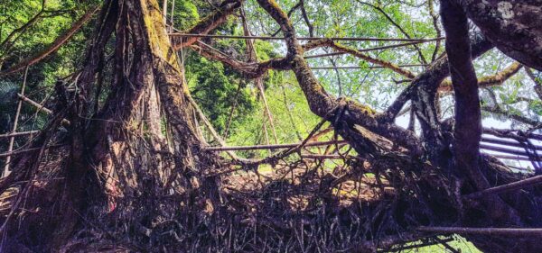 Bio-Engineering Wonders : The Story of the Living Root Bridges