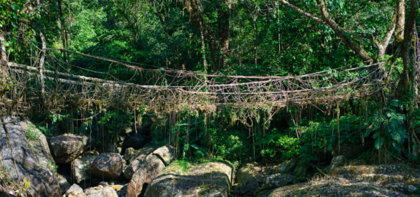 Bio-Engineering Wonders : The Story of the Living Root Bridges