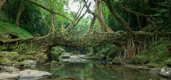 Bio-Engineering Wonders : The Story of the Living Root Bridges
