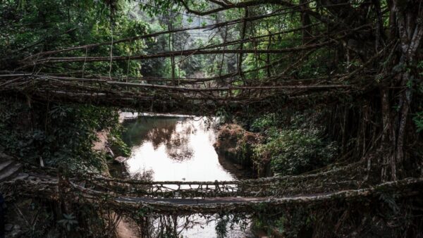 Bio-Engineering Wonders : The Story of the Living Root Bridges