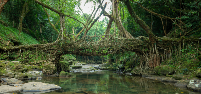 Bio-Engineering Wonders : The Story of the Living Root Bridges