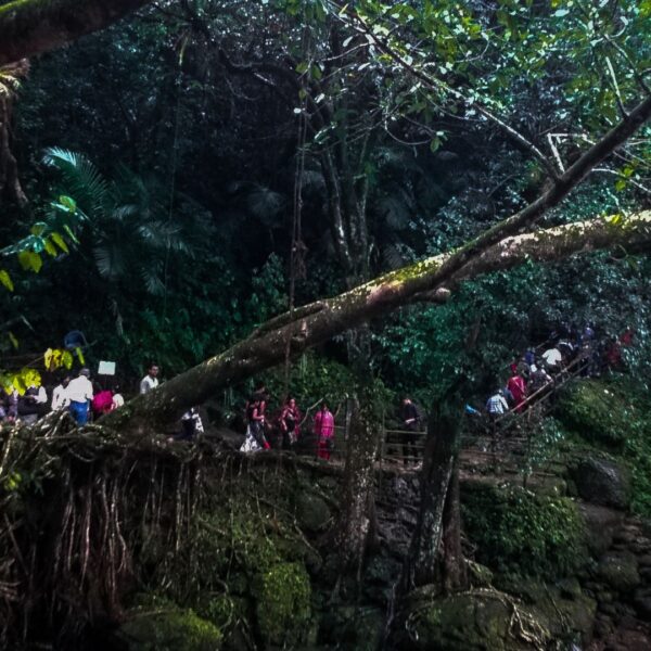 Bio-Engineering Wonders : The Story of the Living Root Bridges