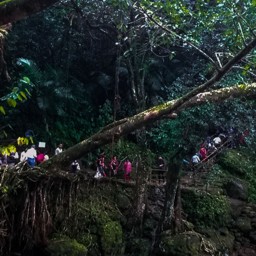 Bio-Engineering Wonders : The Story of the Living Root Bridges