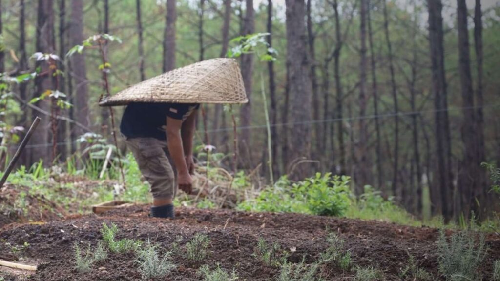 Hand Crafted: Bamboo Rain Shields (Knup) of Meghalaya