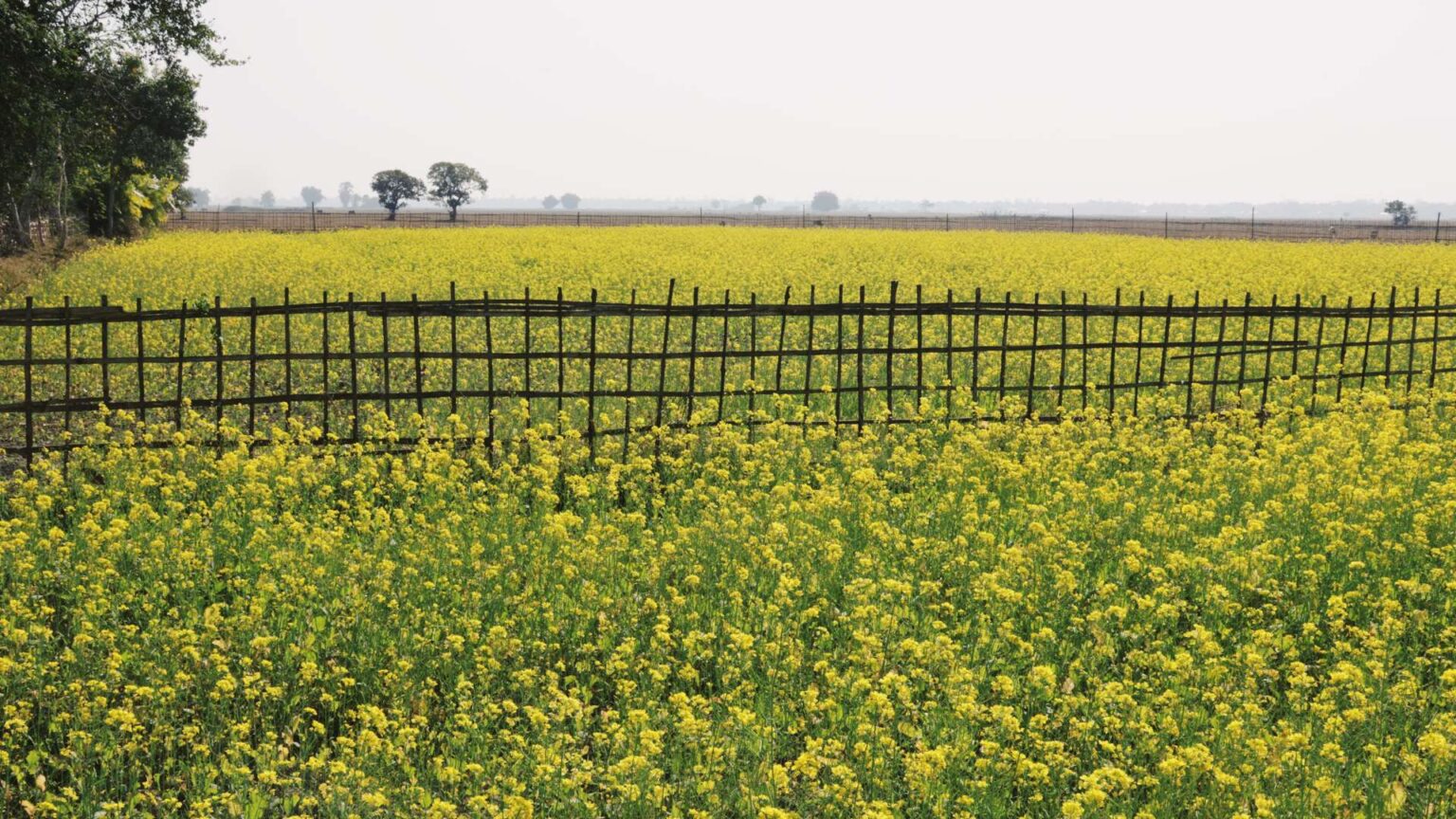 Exploring Majuli: The Largest Riverine Island in the World