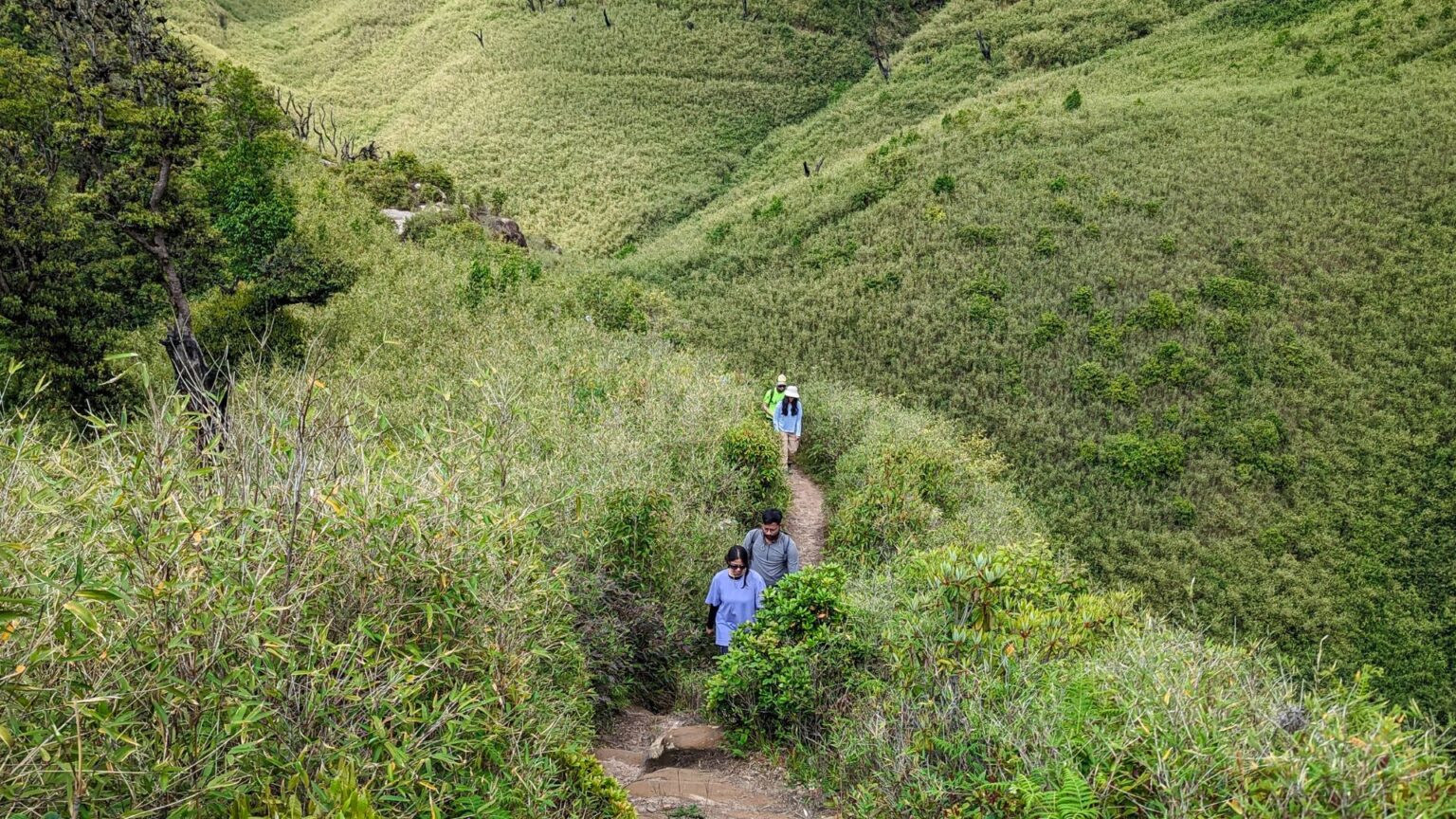 Dzükou Valley Guide: Trekking, Flora & Seasons
