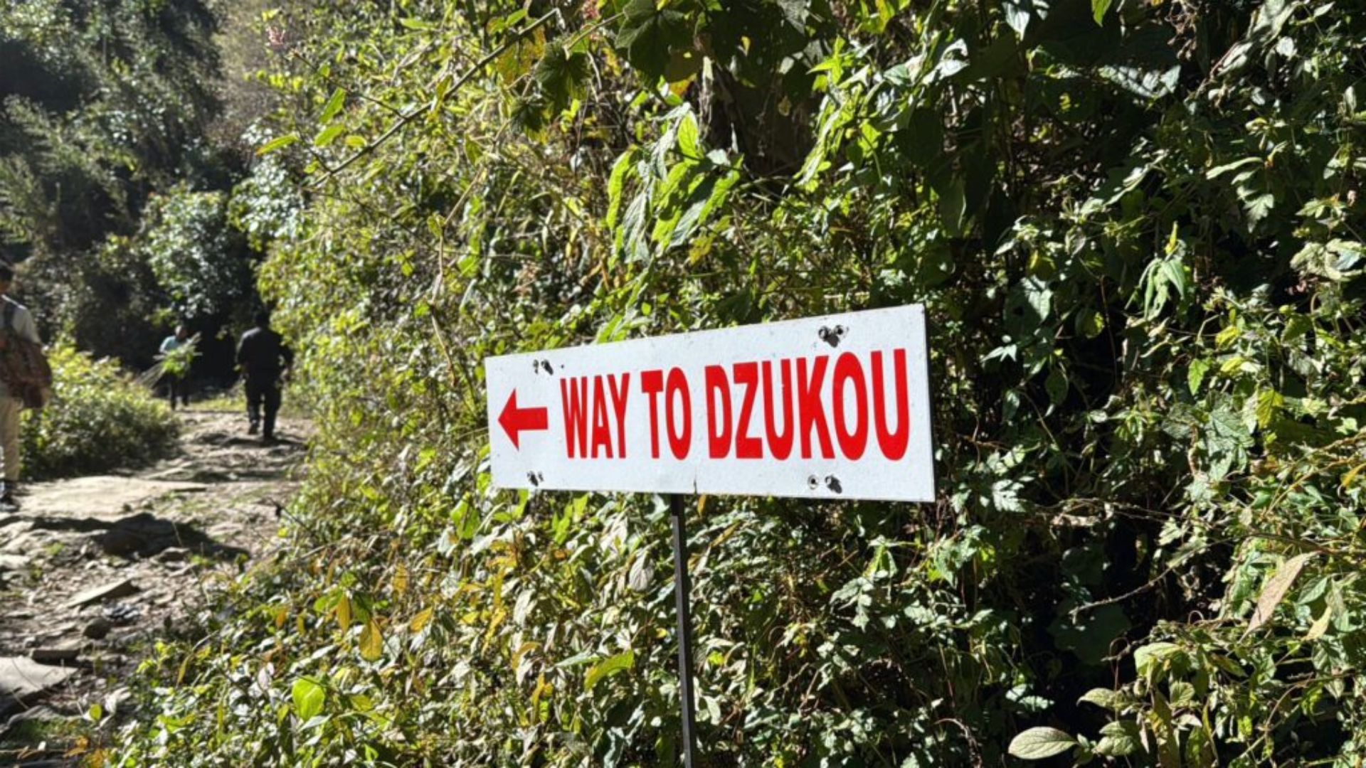 Dzükou Valley Guide: Trekking, Flora & Seasons