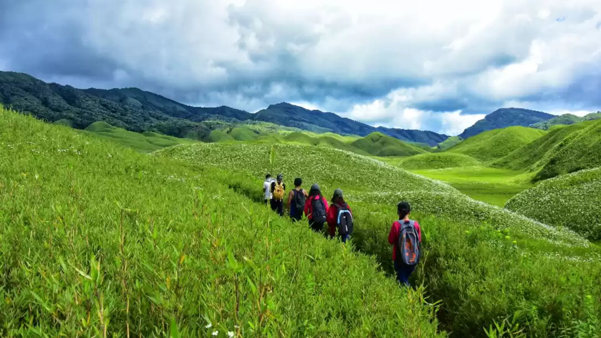 Dzükou Valley Guide: Trekking, Flora & Seasons