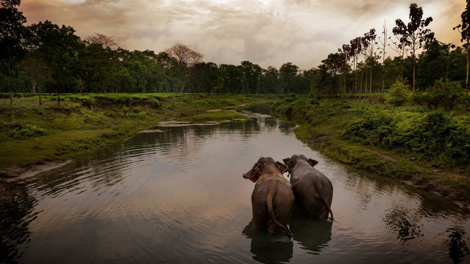 Assam’s Wild Treasures: National Parks & Wildlife Sanctuaries
