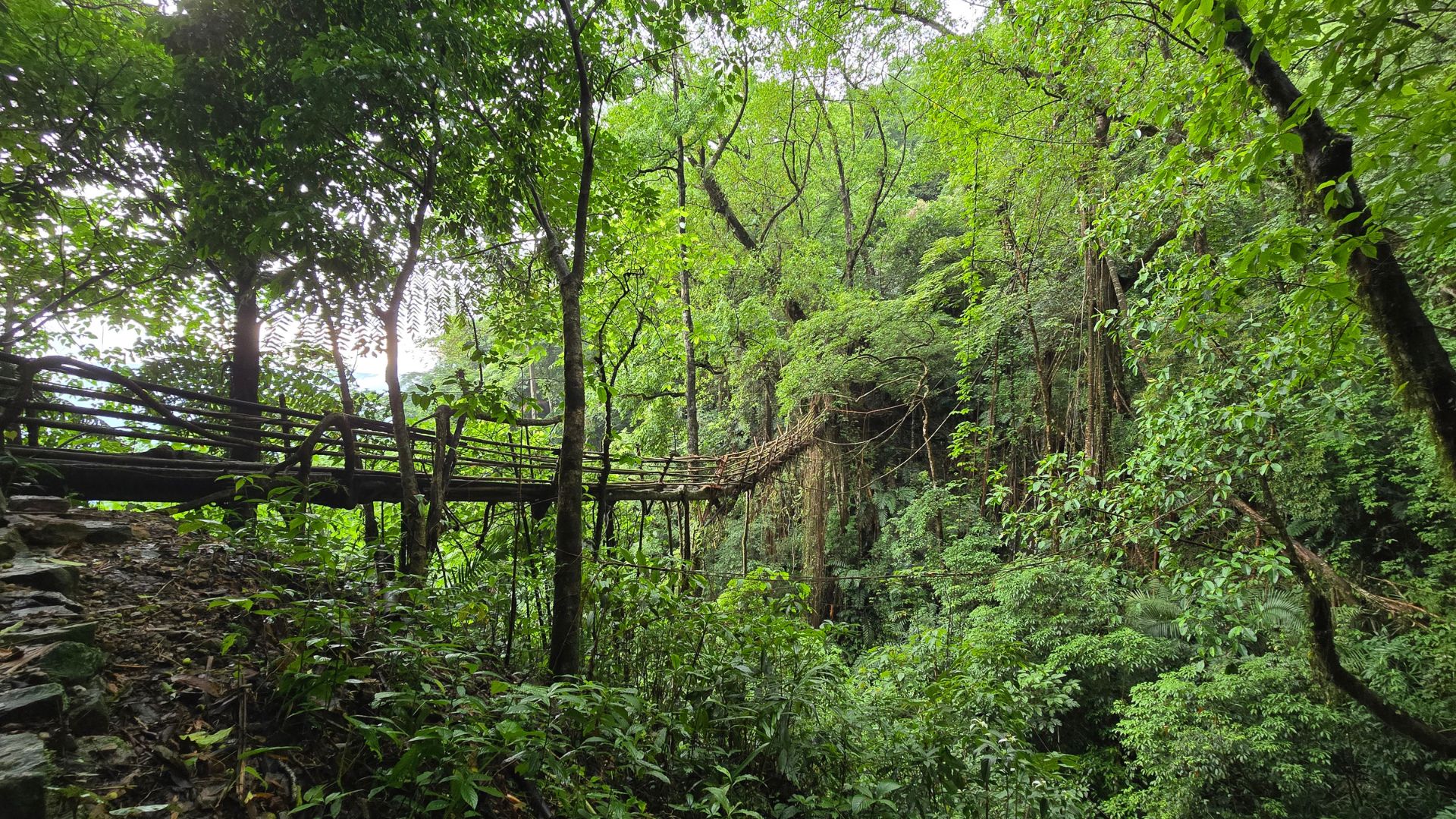 Discover Mawkyrnot Root Bridge: Trek, Forest Trails & Khasi Lunch